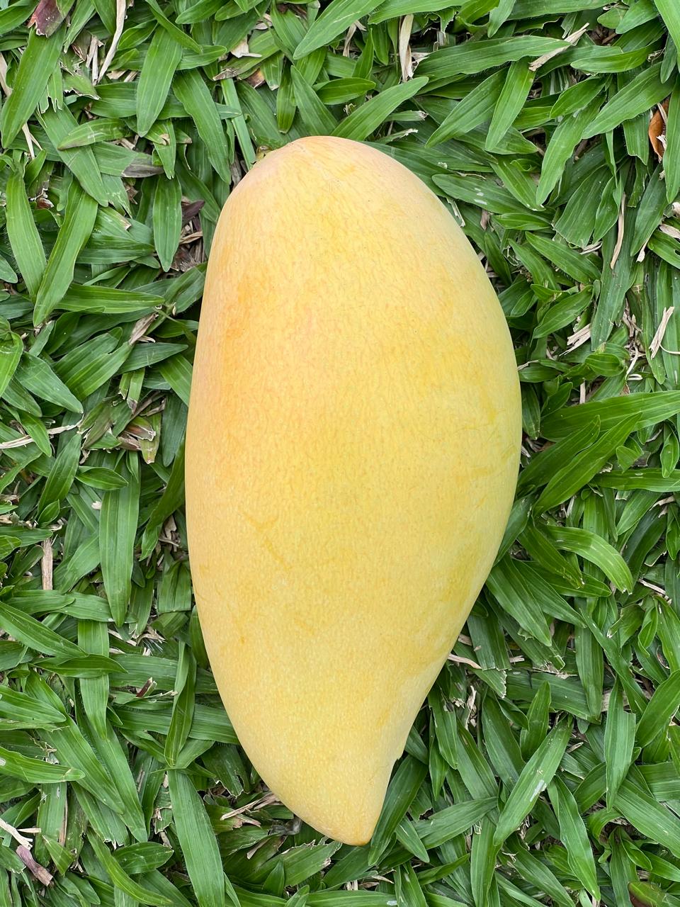 Nam Doc Mai Mango – Zill High Performance Plants